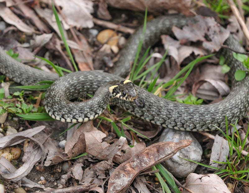 Ringed Snake, Natrix Natrix Stock Image - Image of detail, smooth ...