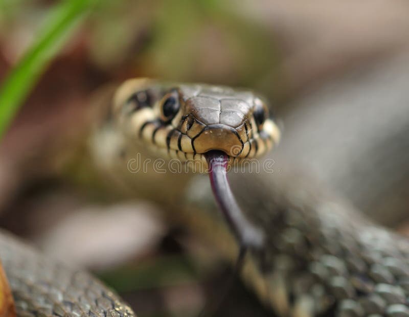 Ringed Snake, Natrix Natrix Stock Photo - Image of aquatic, park: 204486190