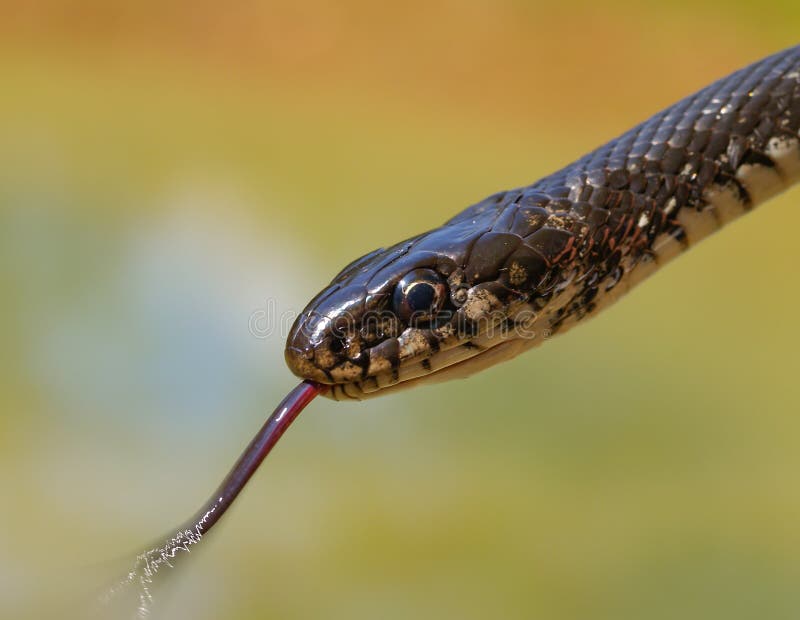 Ringed Snake, Natrix Natrix Stock Image - Image of face, austrian ...