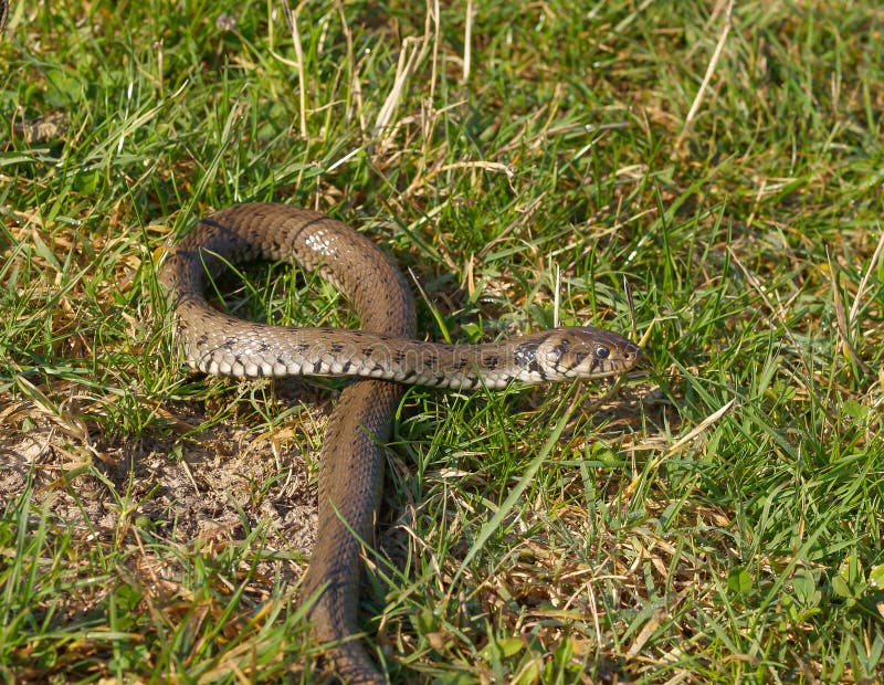 Ringed Snake, Natrix Natrix Stock Image - Image of close, detail: 204486257
