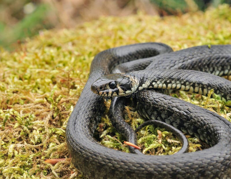 Ringed Snake, Natrix Natrix Stock Image - Image of animal, endangered ...