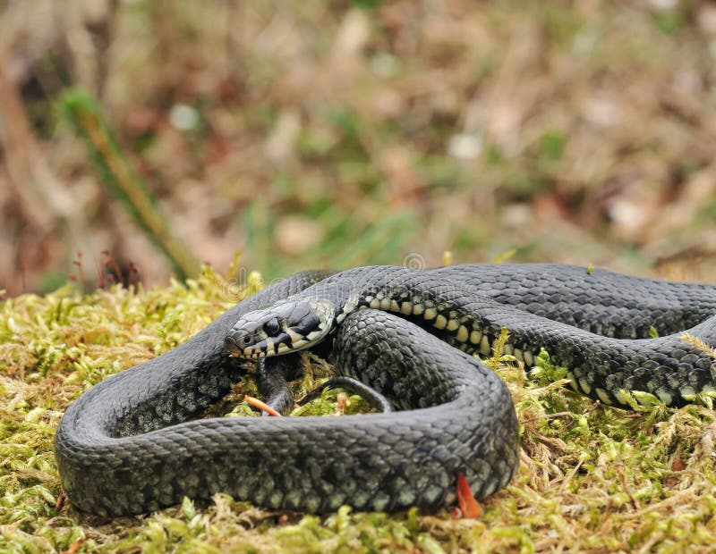 Ringed Snake, Natrix Natrix Stock Photo - Image of europe, national ...