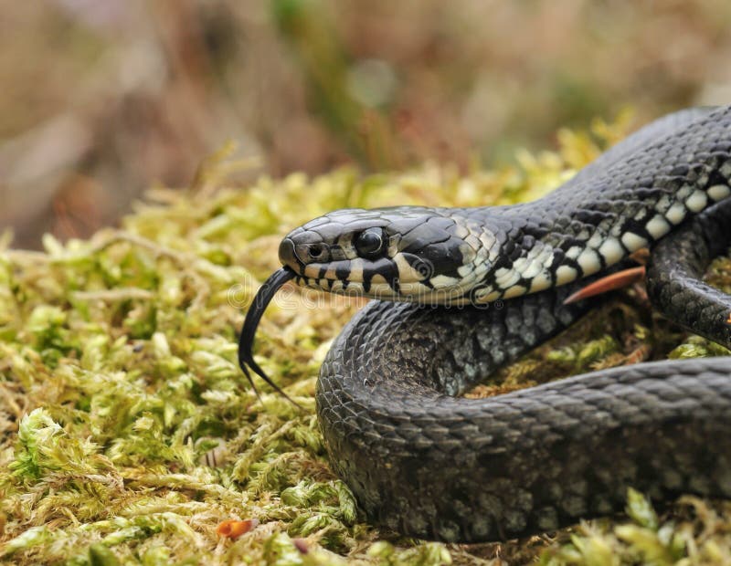 Ringed Snake, Natrix Natrix Stock Image - Image of head, animal: 204486379