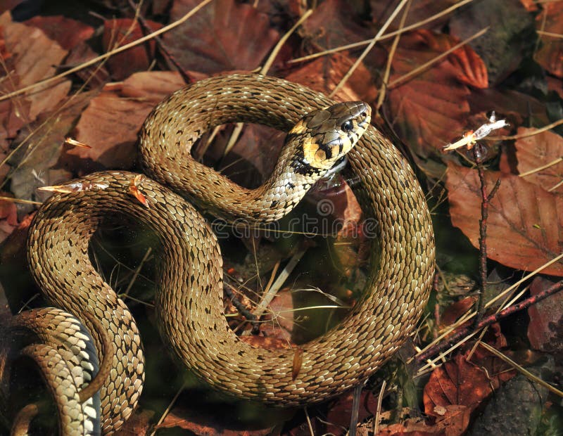 Ringed Snake, Natrix Natrix Stock Image - Image of macro, rare: 204486463