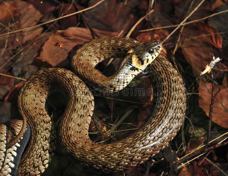 Ringed Snake, Natrix Natrix Stock Photo - Image of endangered, wildlife ...