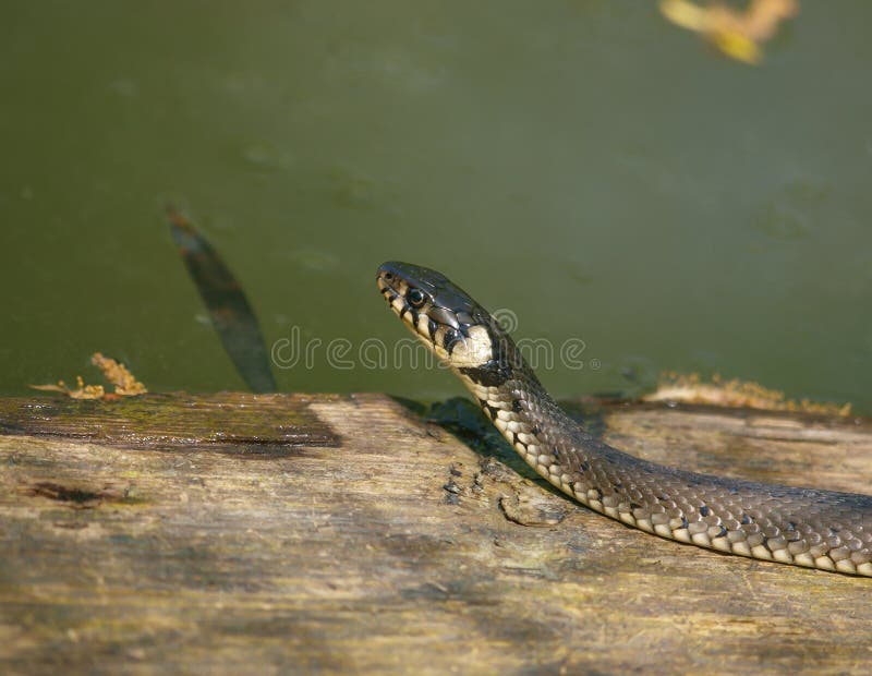 Ringed Snake, Natrix Natrix Stock Image - Image of face, endangered ...