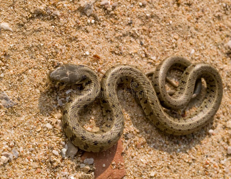 Ringed Snake, Natrix Natrix Stock Photo - Image of long, smooth: 204486604