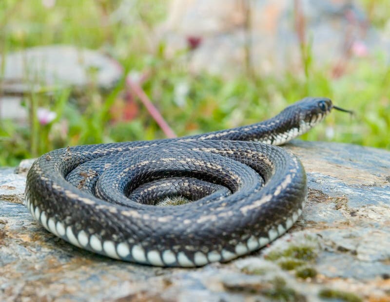 Ringed Snake, Natrix Natrix Stock Photo - Image of aquatic, europe ...