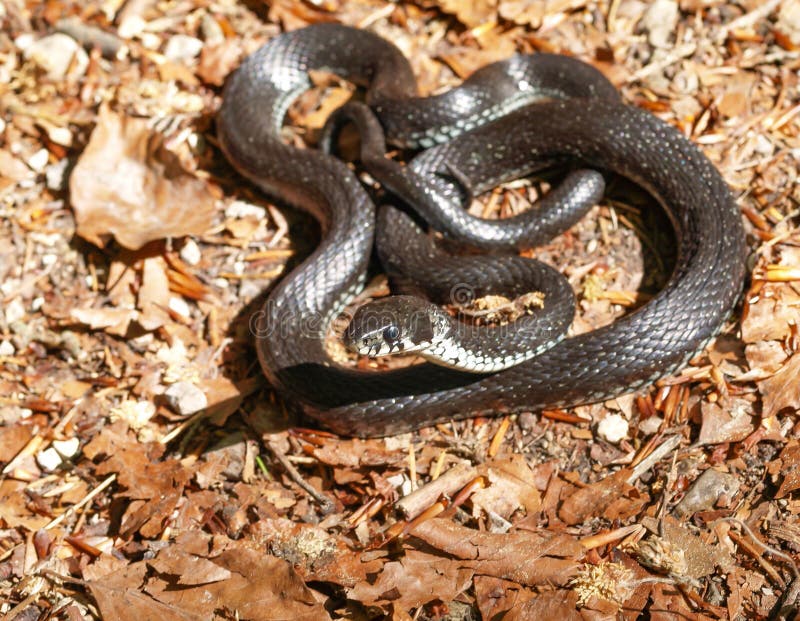 Ringed Snake, Natrix Natrix Stock Photo - Image of balkan, long: 204486666