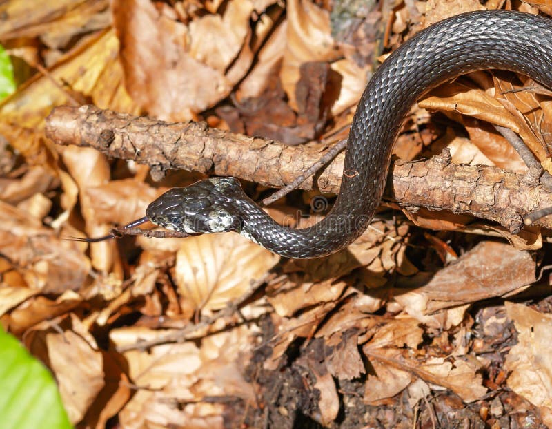 Ringed Snake, Natrix Natrix Stock Image - Image of face, balkan: 204486679