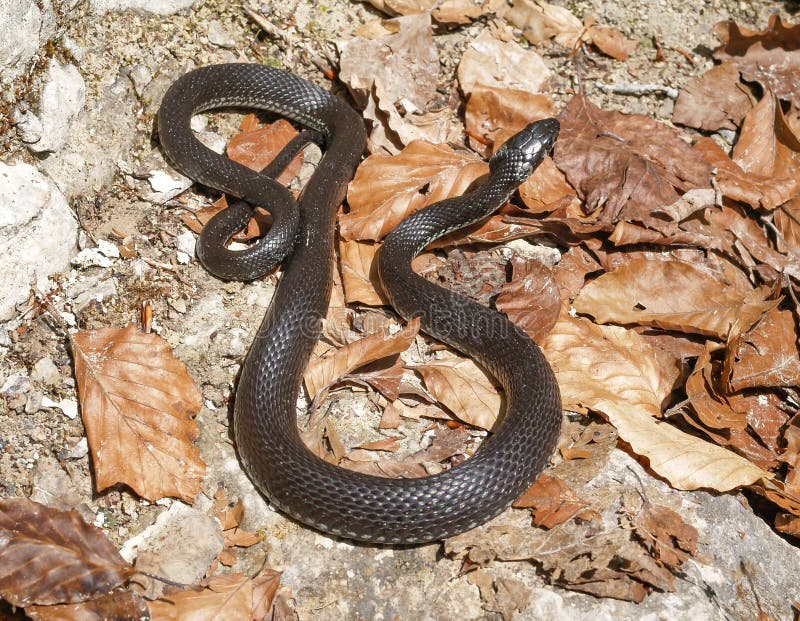 Ringed Snake, Natrix Natrix Stock Photo - Image of wildlife, long ...