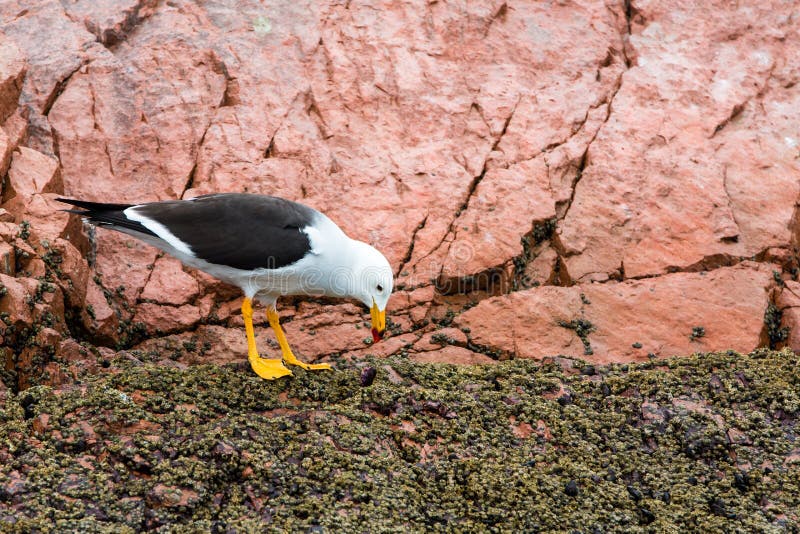 Aquatic Birds Ballestas Islands Peru Stock Image Image Of Coast Bird 64111351
