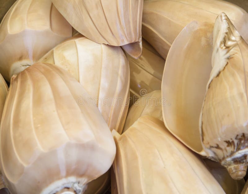 Aquatic snail stock image. Image of creature, feeding - 30875039