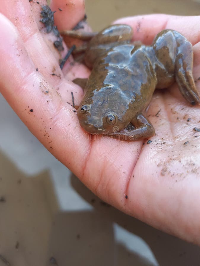 Aquatic south Africa frog stock image. Image of south - 229153593