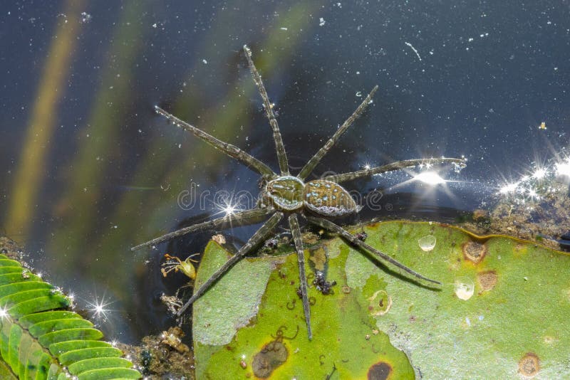 Aquatic Spider Over the Water on a Pond Stock Photo - Image of macro ...