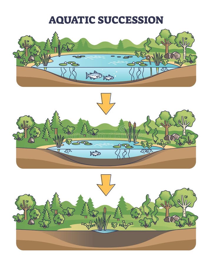 Primary Succession and Ecological Growth Process Concept Stock ... Primary Succession and Ecological Growth Process Concept Stock ...