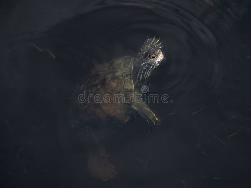 Aquatic Tortoise Swimming in the Water Stock Image - Image of tortoise ...