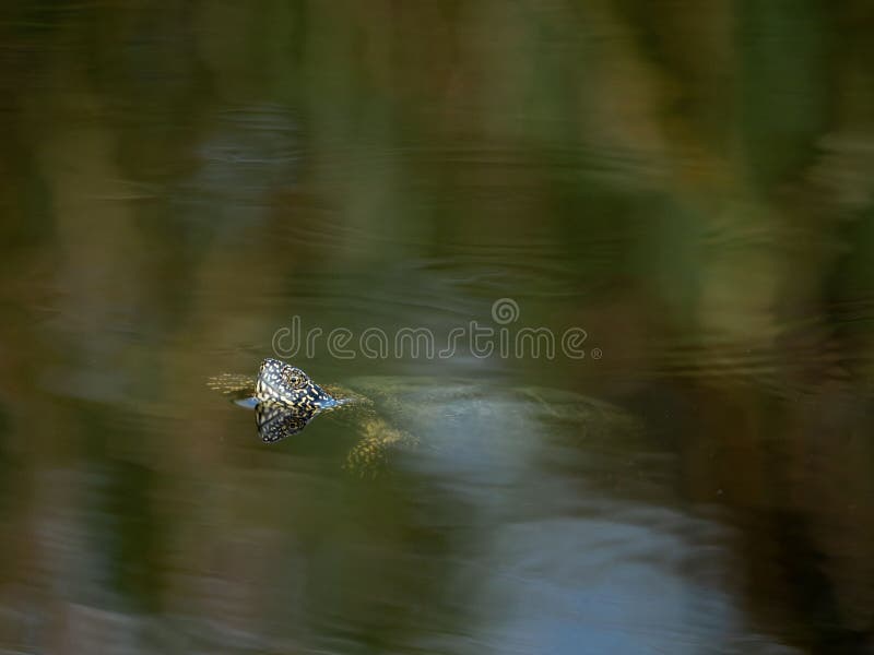 Aquatic Tortoise Swimming in the Water Stock Image - Image of natural ...