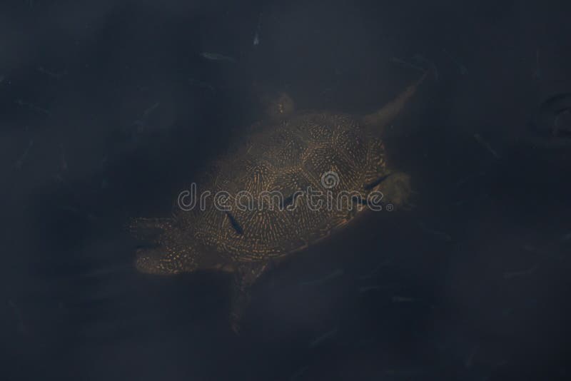 Aquatic Tortoise Swimming in the Water Stock Image - Image of creature ...