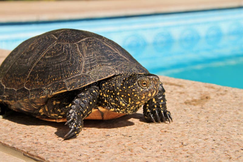 Aquatic turtle stock image. Image of plastron, animal - 25694145