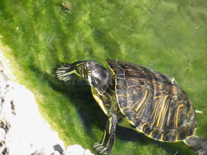 Aquatic Turtle Getting Out of Water Stock Photo - Image of tranquil ...