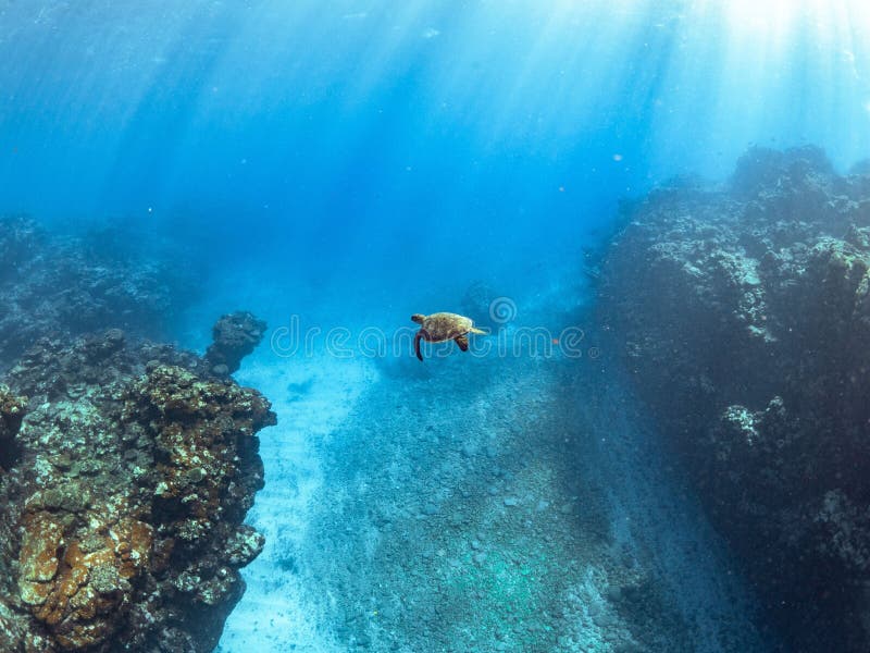 A Turtle Swimming Over an Ocean Floor with the Sun Beams Shining from ...