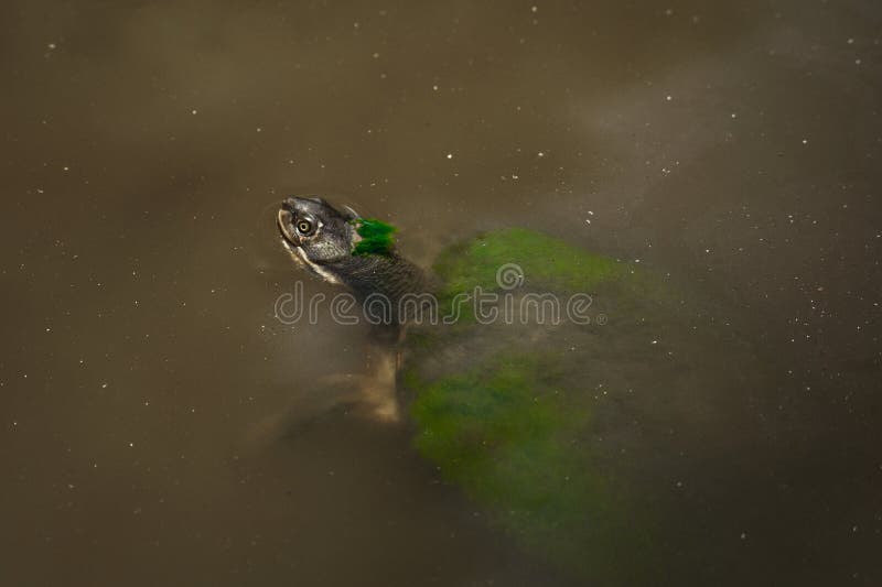 Aquatic Turtle with Green Algae on Its Head and Shell, the Animal Swims ...
