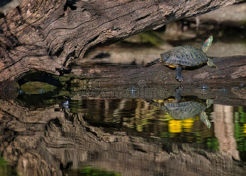 Aquatic Turtle Perched Atop a Log in a Tranquil Reflective Pond Setting ...