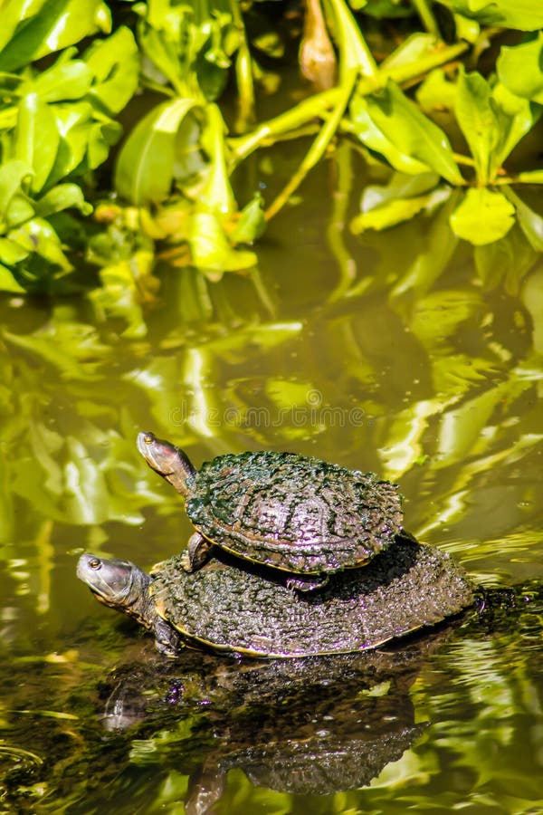 Aquatic turtle in a pond 4 stock image. Image of animals - 173241417