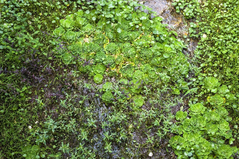 Aquatic Weed background stock image. Image of backdrop - 52000605