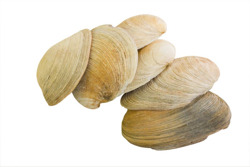 Aquatische Shells Van Het Weekdier Stock Foto - Image of knokig, blauw ...