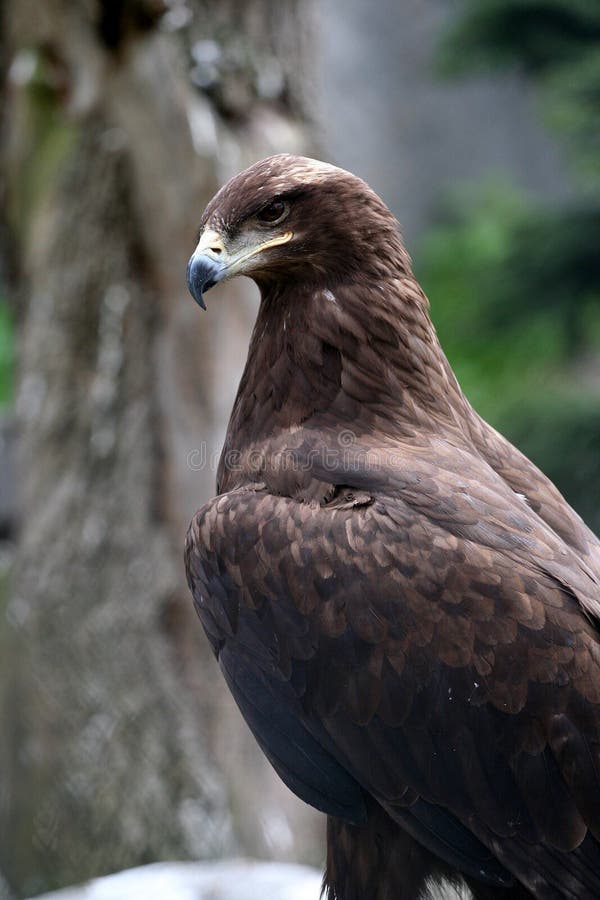 Aquila immagine stock. Immagine di vista, occhio, piuma - 12421431