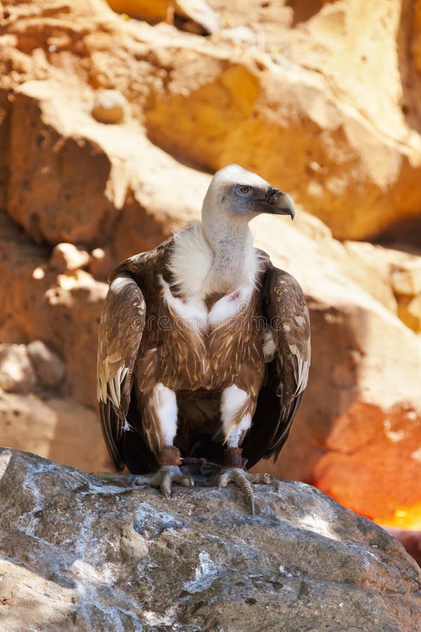 Aquila fotografia stock. Immagine di volo, testa, creatura - 44655196