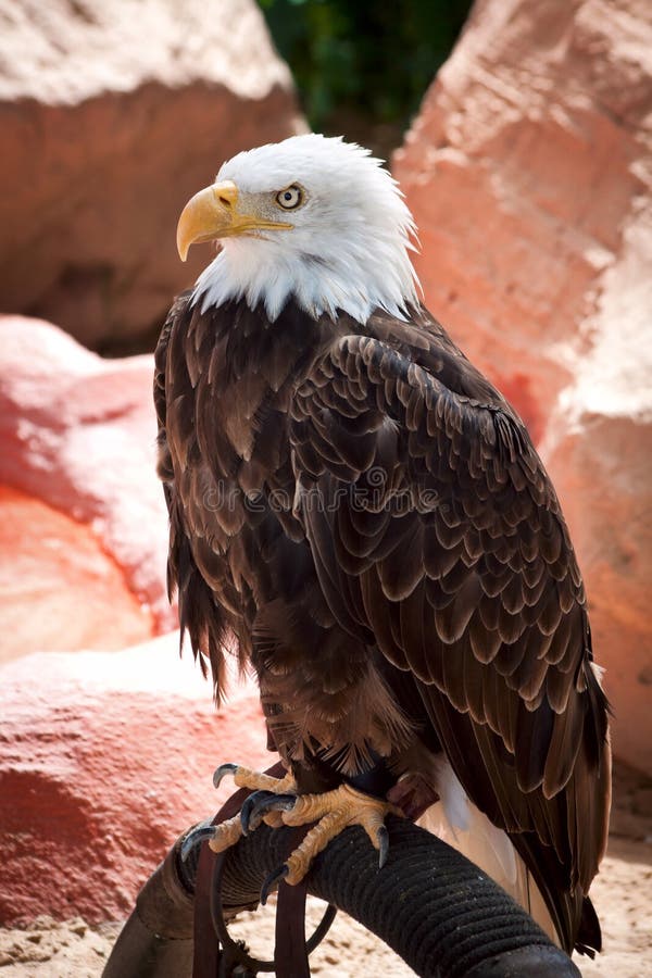 Aquila americana fotografia stock. Immagine di occhio - 15691938