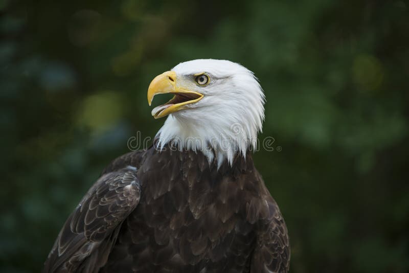 Aquila americana immagine stock. Immagine di simbolo - 26607667