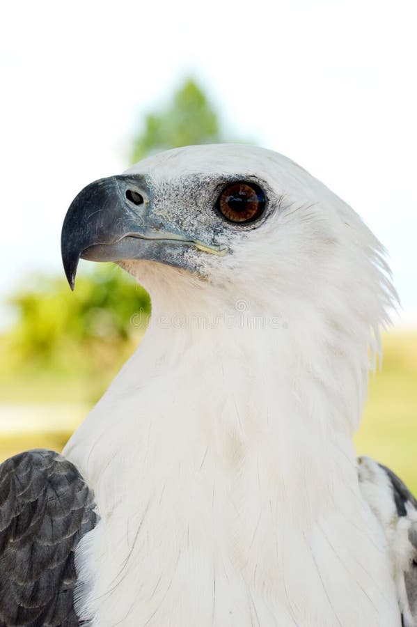 Aquila bianca immagine stock. Immagine di singolo, animale - 34438707