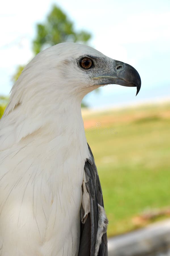 Aquila bianca immagine stock. Immagine di singolo, animale - 34438707