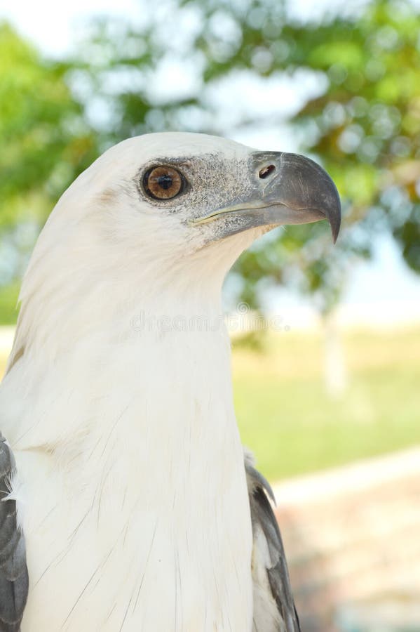 Aquila bianca immagine stock. Immagine di singolo, animale - 34438707