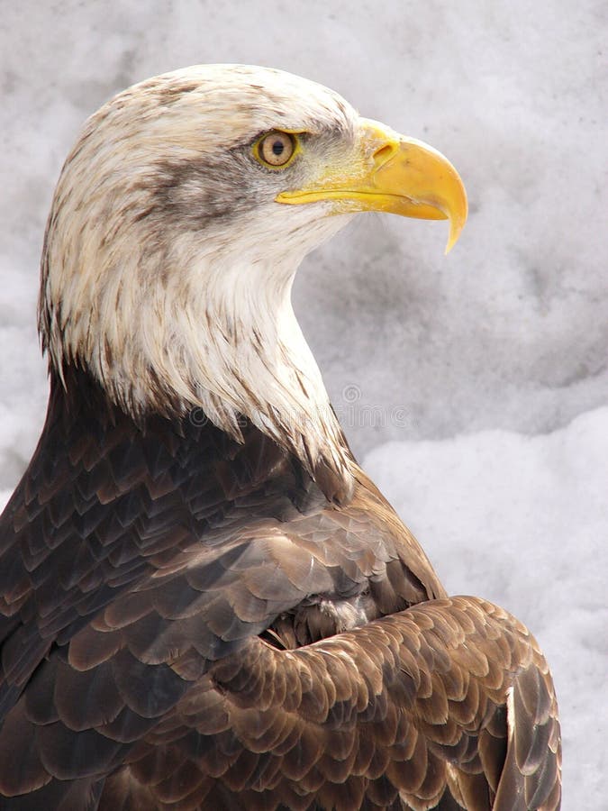 Testa bianca dell'aquila fotografia stock. Immagine di predatore - 17114472