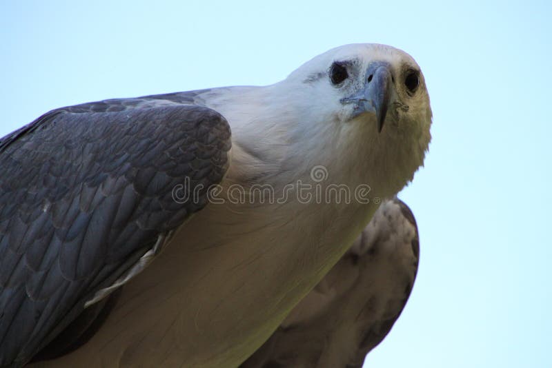 Aquila bianca immagine stock. Immagine di grigio, uccello - 9095711