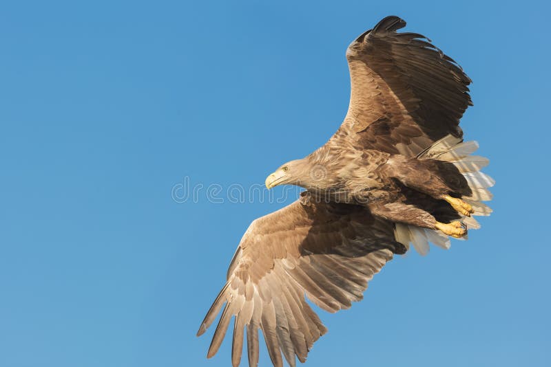 Aquila Bianco-munita immagine stock. Immagine di isolato - 53511599