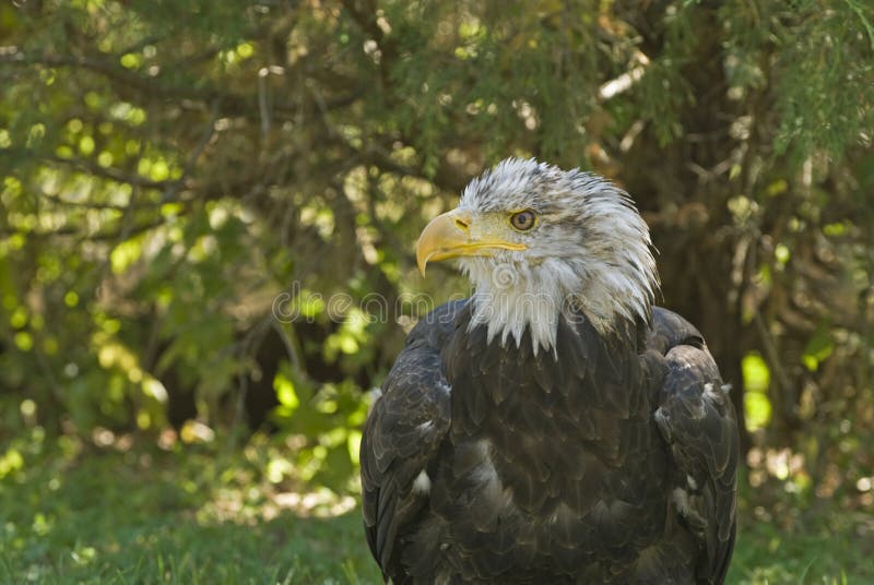 Aquila calva fotografia stock. Immagine di aquila, rapace - 11153092