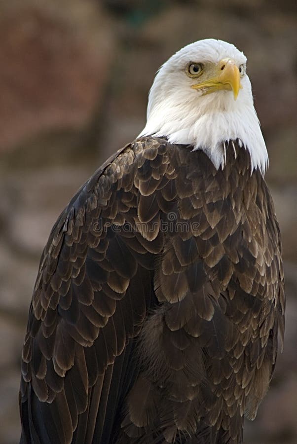 Aquila calva americana immagine stock. Immagine di animale - 17674577