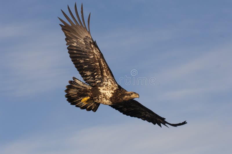 Aquila calva fotografia stock. Immagine di aquila, acqua - 14646496