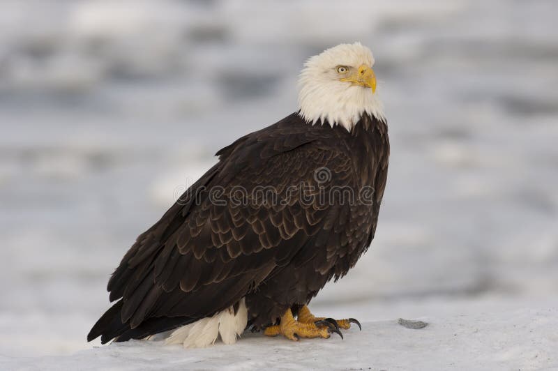 Aquila calva fotografia stock. Immagine di zoologia, onde - 13677412