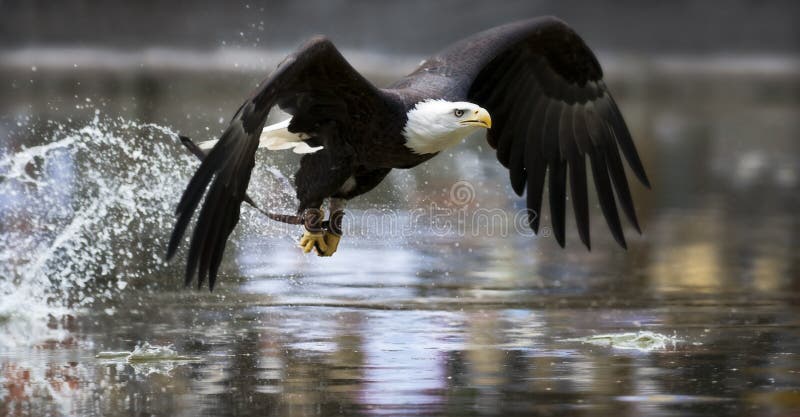 Aquila calva fotografia stock. Immagine di becco, animale - 19188498