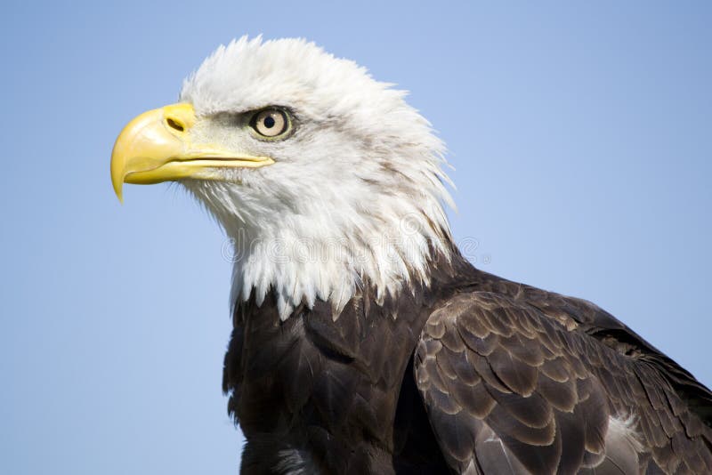 Aquila calva fotografia stock. Immagine di uccello, rapace - 19381466