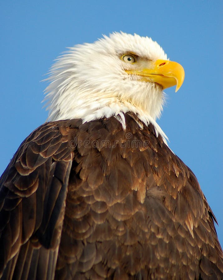Aquila calva americana immagine stock. Immagine di animale - 17674577