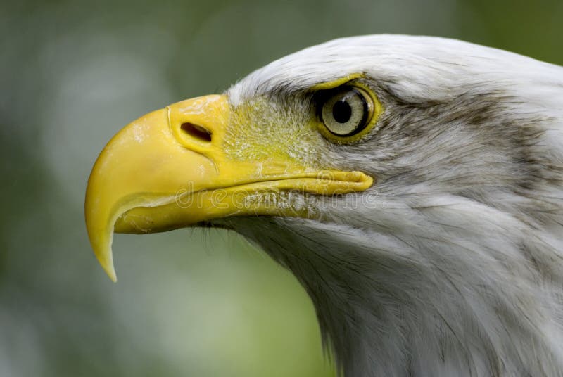 Aquila Calva Americana Outstretched Delle Ali Fotografia Stock ...