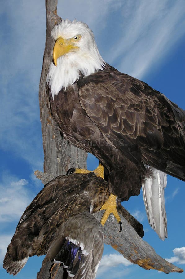 Aquila calva americana immagine stock. Immagine di animale - 17674577